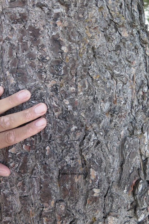 Herken de boomsoort NL: Aleppoden; Latin: Pinus halepensis; UK: Aleppo ...