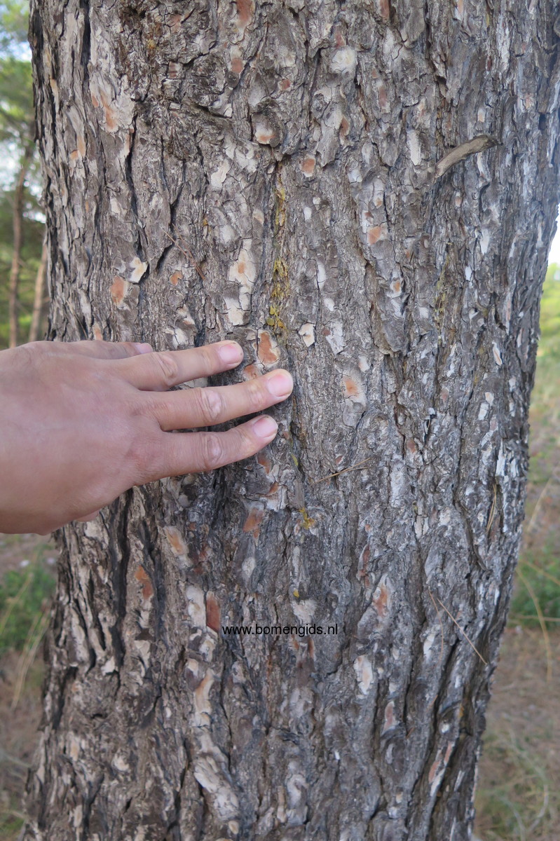 Herken de boomsoort NL: Aleppoden; Latin: Pinus halepensis; UK: Aleppo ...
