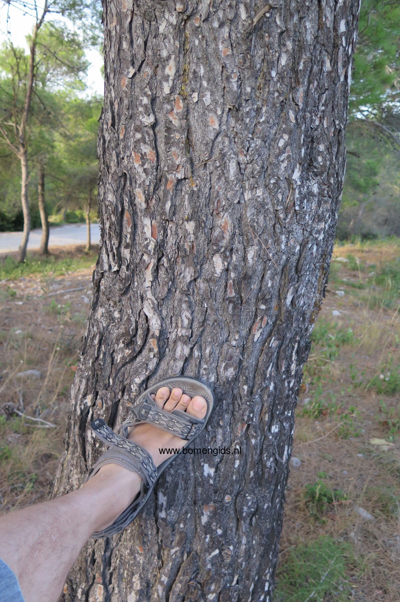 Herken de boomsoort NL: Aleppoden; Latin: Pinus halepensis; UK: Aleppo ...