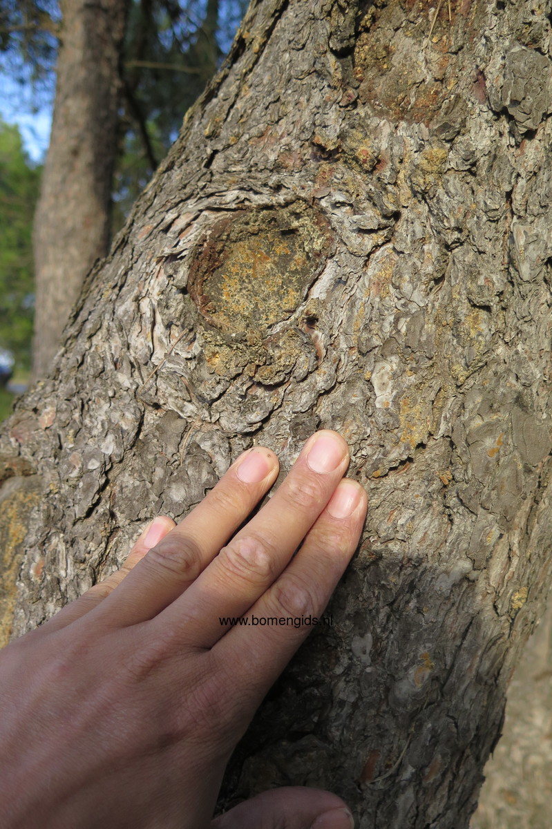 Herken de boomsoort NL: Aleppoden; Latin: Pinus halepensis; UK: Aleppo ...