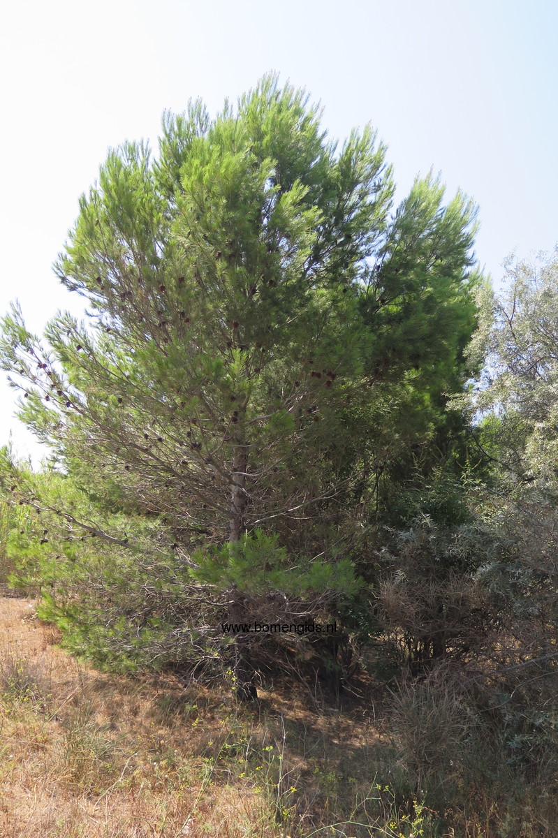 Boomsoorten die horen bij dennen