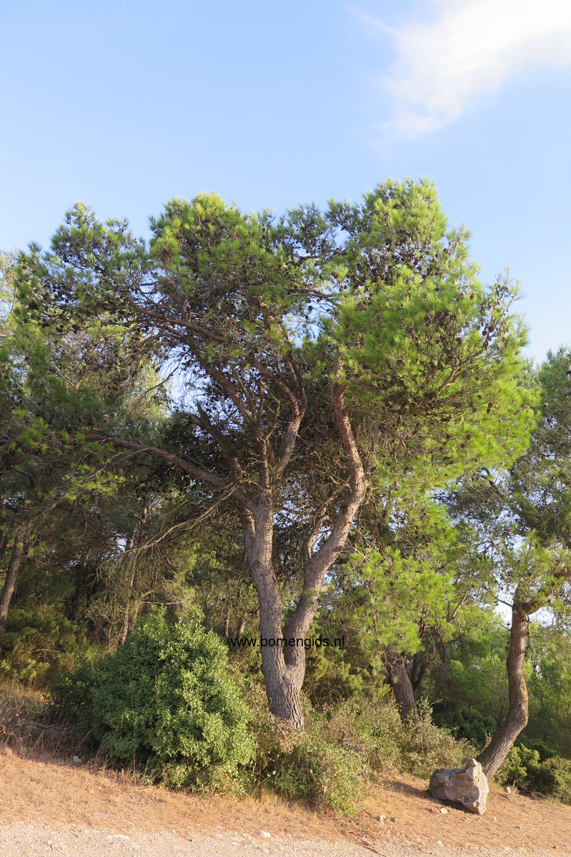 Herken de boomsoort NL: Aleppoden; Latin: Pinus halepensis; UK: Aleppo ...