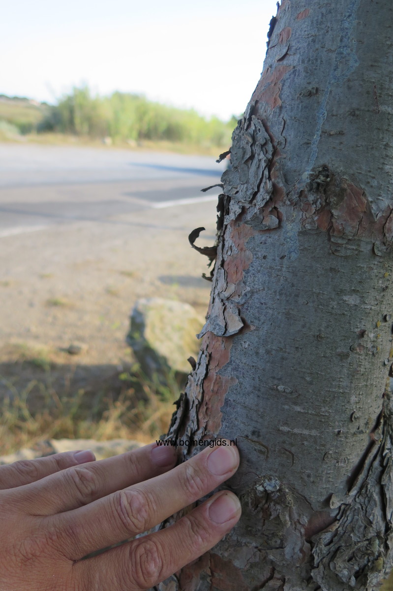 Herken de boomsoort NL: Aleppoden; Latin: Pinus halepensis; UK: Aleppo ...