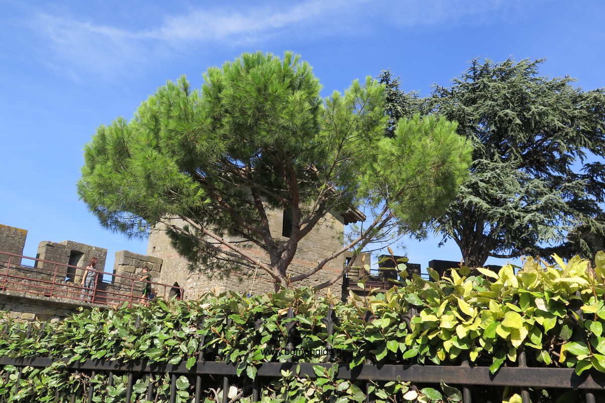 Herken de boomsoort NL: Aleppoden; Latin: Pinus halepensis; UK: Aleppo ...