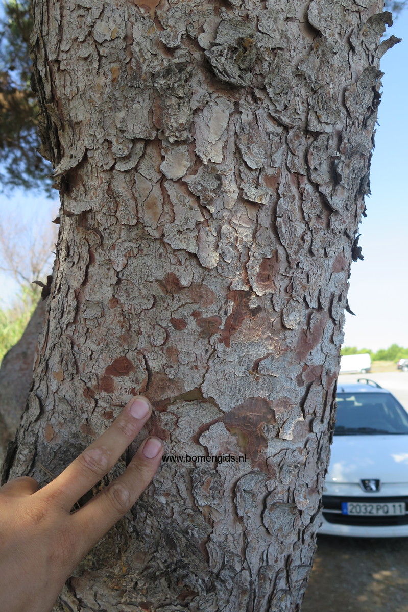 Herken de boomsoort NL: Aleppoden; Latin: Pinus halepensis; UK: Aleppo ...