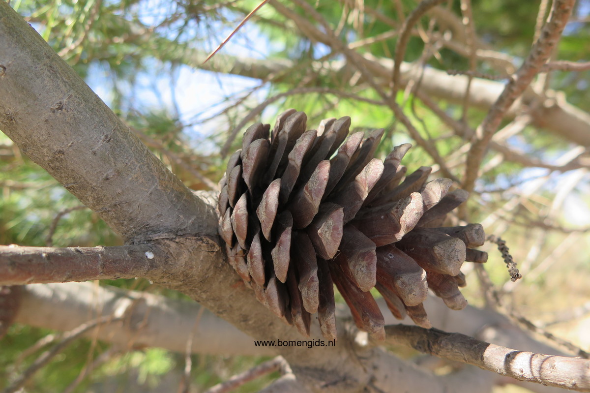 Herken de boomsoort NL: Aleppoden; Latin: Pinus halepensis; UK: Aleppo ...