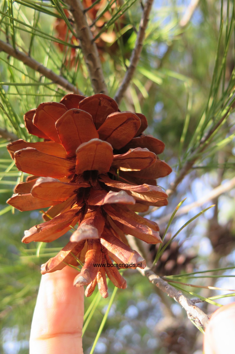 Herken de boomsoort NL: Aleppoden; Latin: Pinus halepensis; UK: Aleppo ...