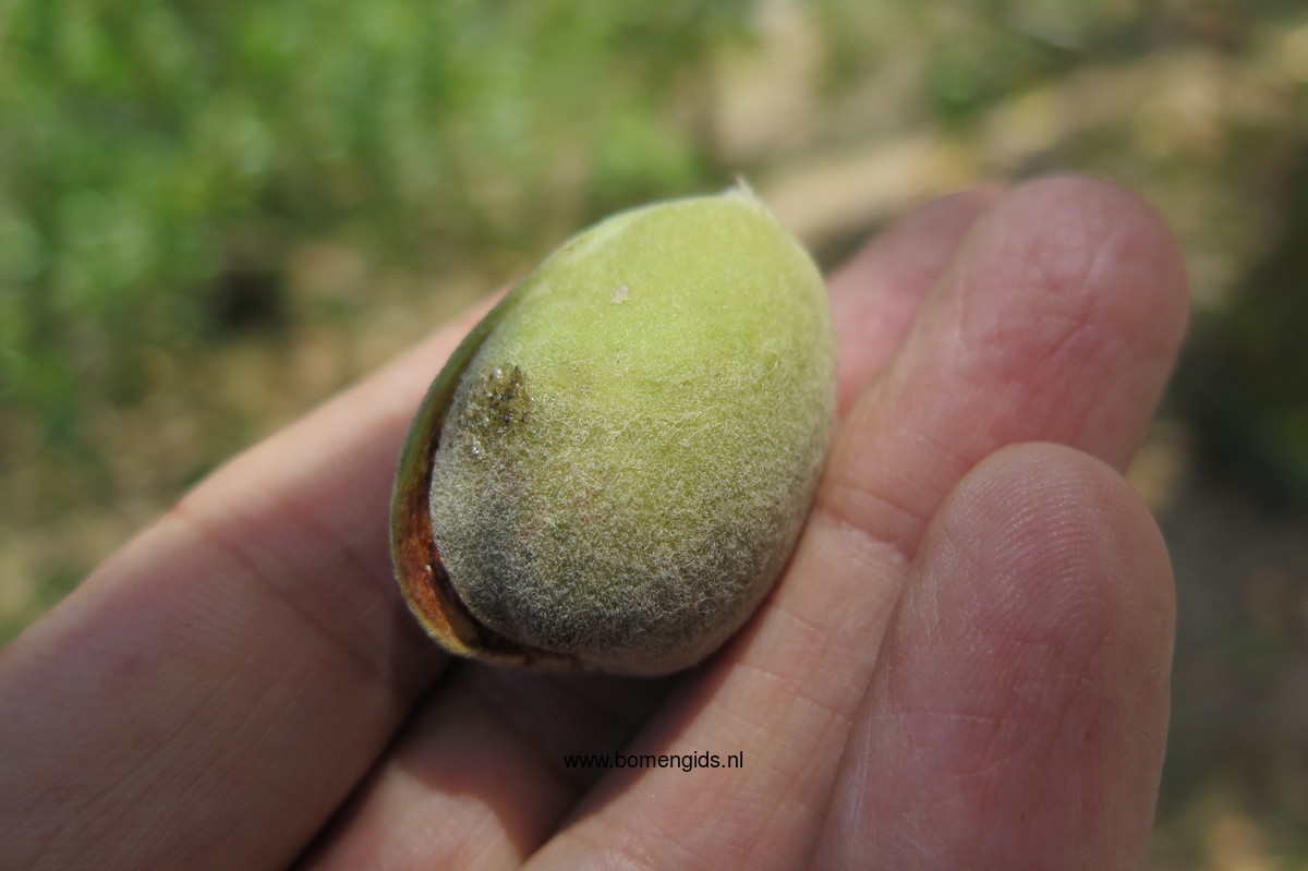 Herken de boomsoort NL: Amandel; Latin: Prunus dulcis--Prunus amygdalus ...