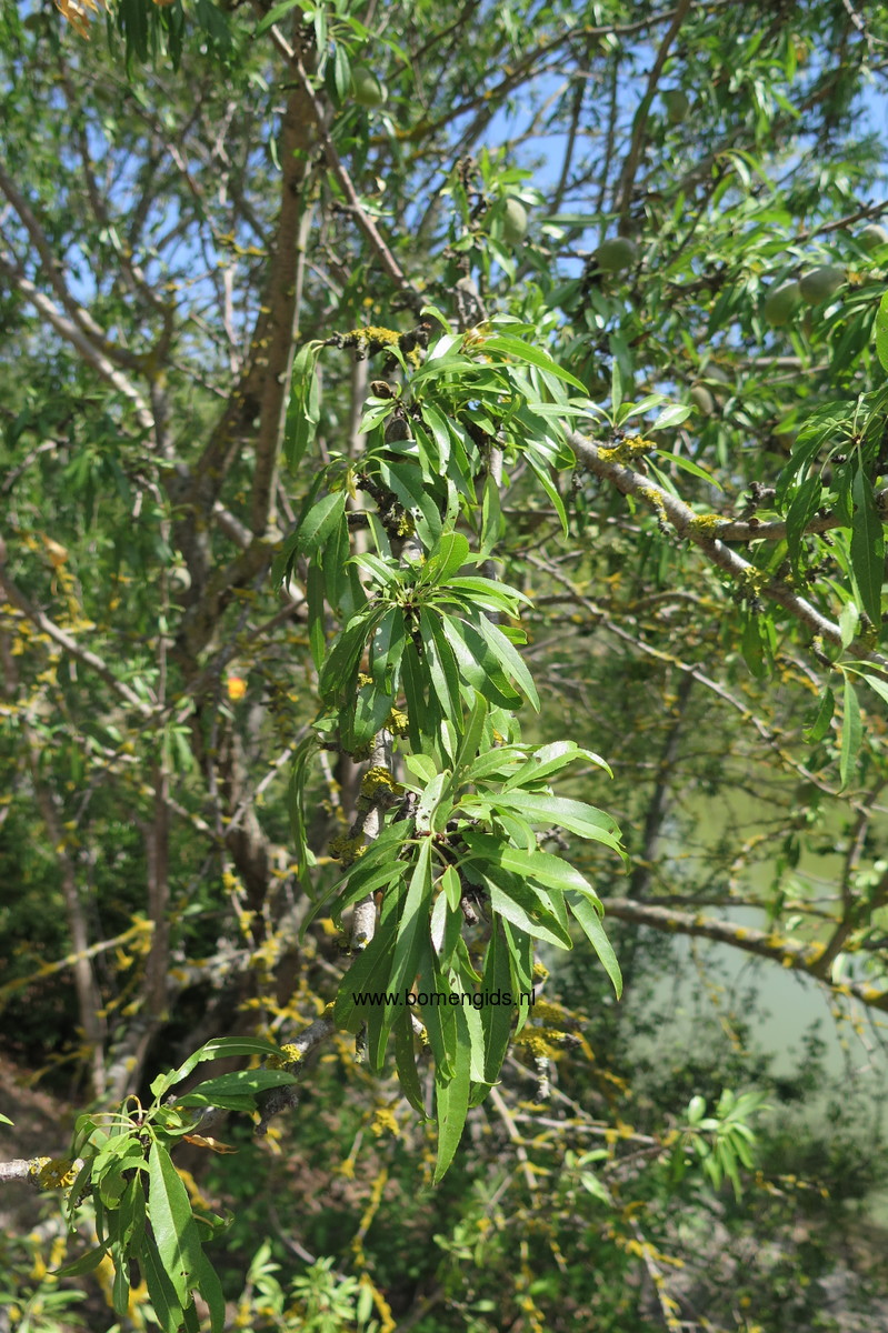 Herken de boomsoort NL: Amandel; Latin: Prunus dulcis--Prunus amygdalus ...