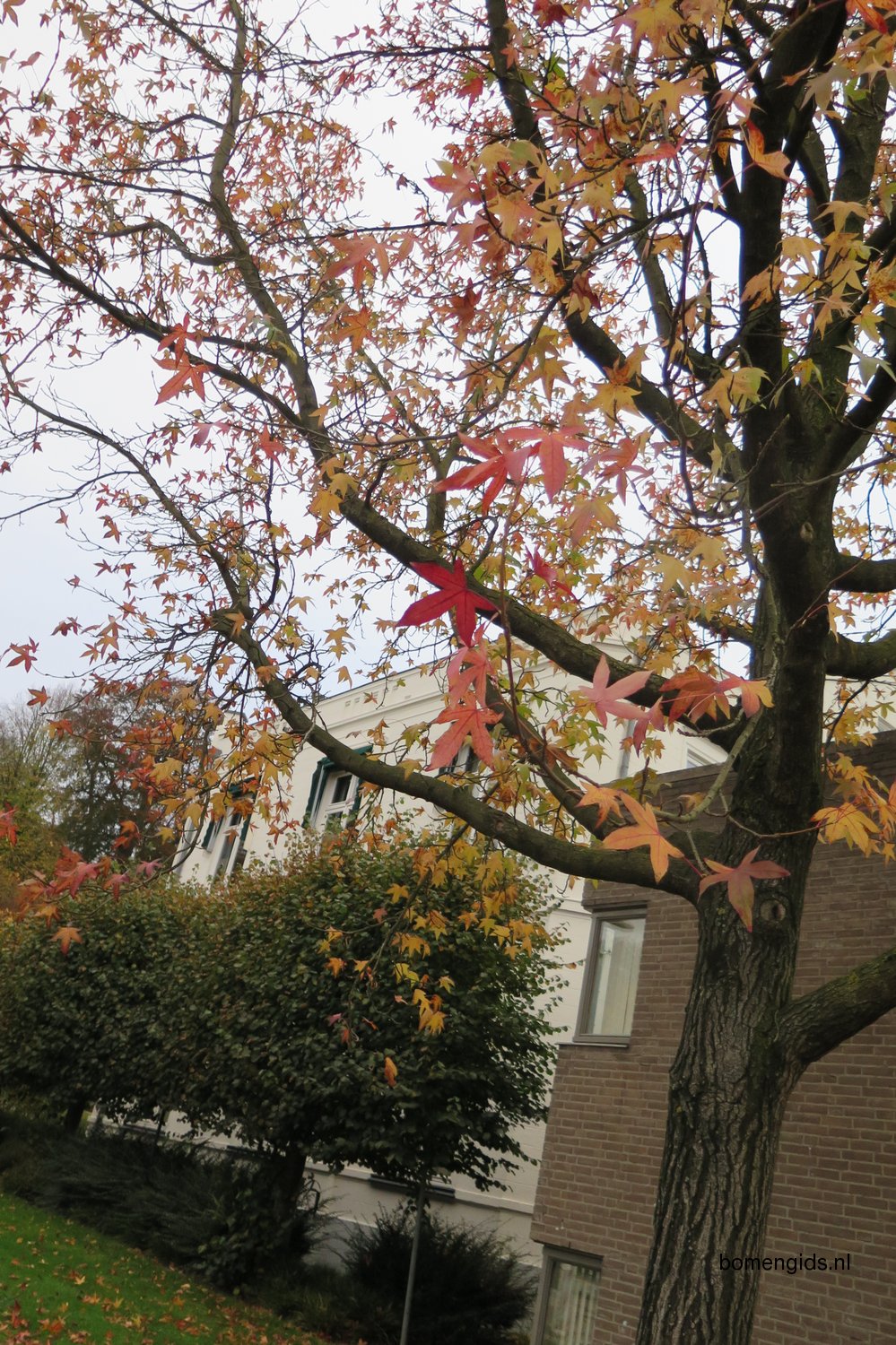 Herken de boomsoort NL: Amberboom; Latin: Liquidambar styraciflua; UK ...