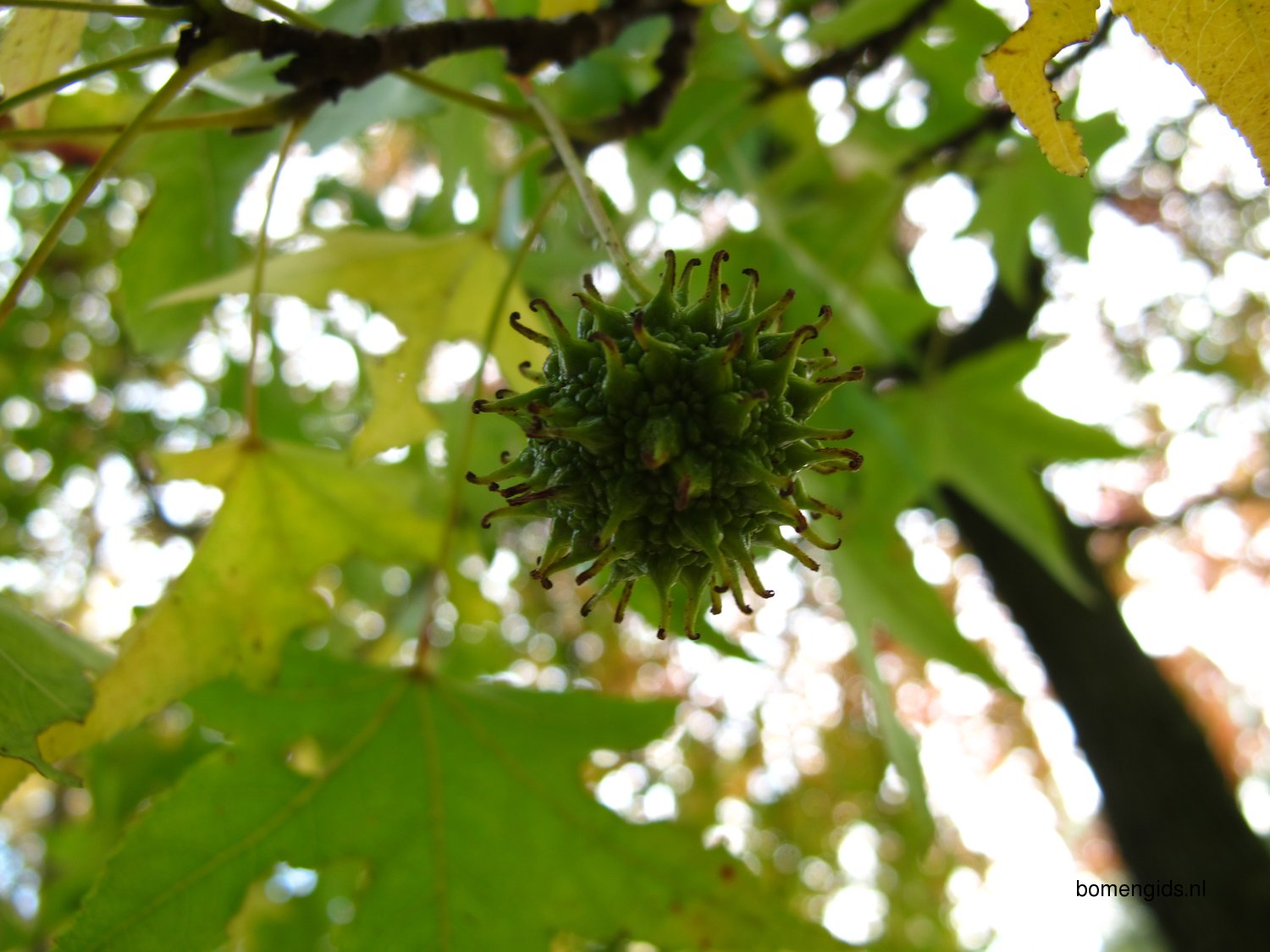 Herken de boomsoort NL: Amberboom; Latin: Liquidambar styraciflua; UK ...