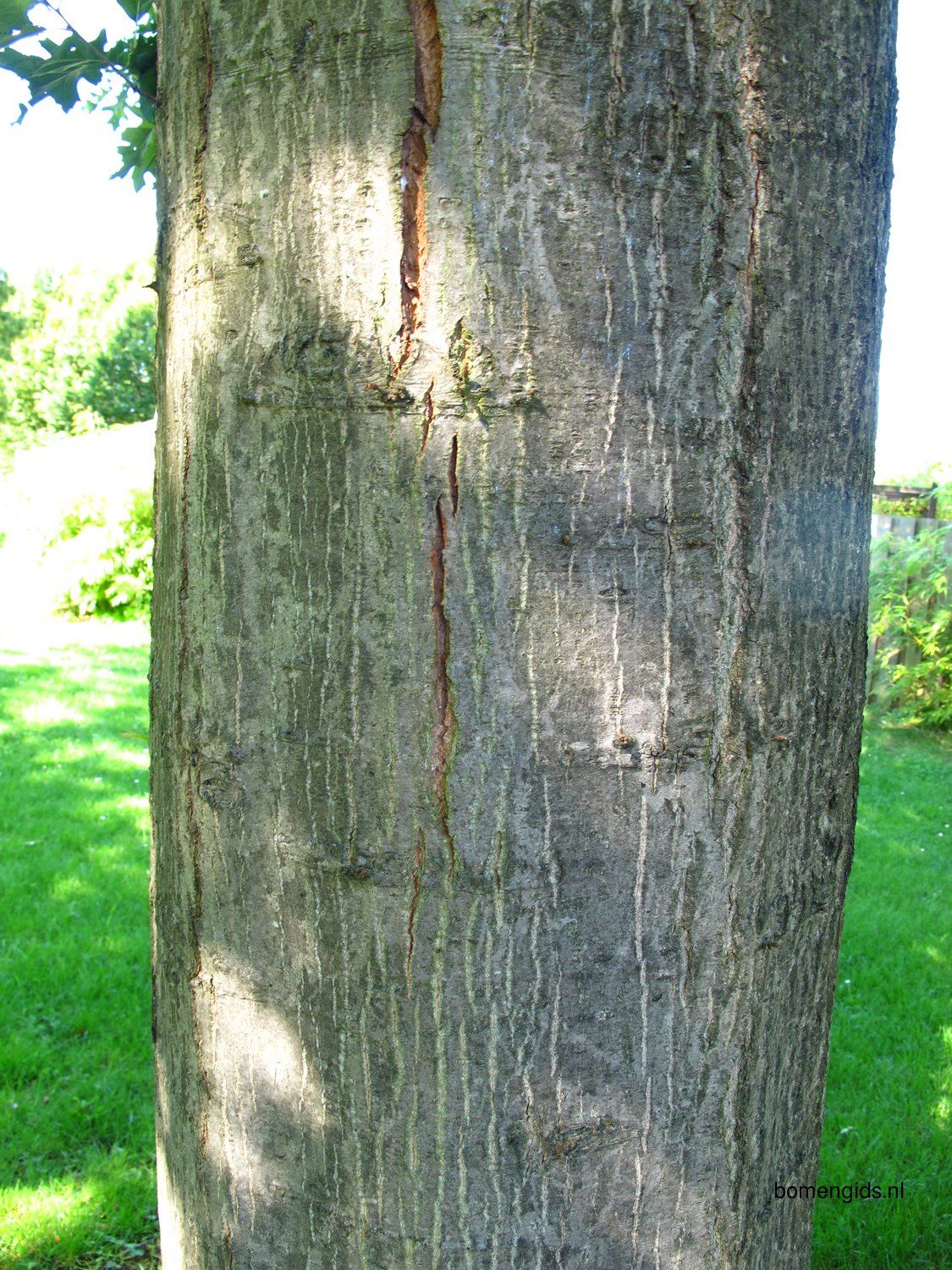 Herken de boomsoort NL: Amerikaanse eik; Latin: Quercus rubra; UK: Red ...