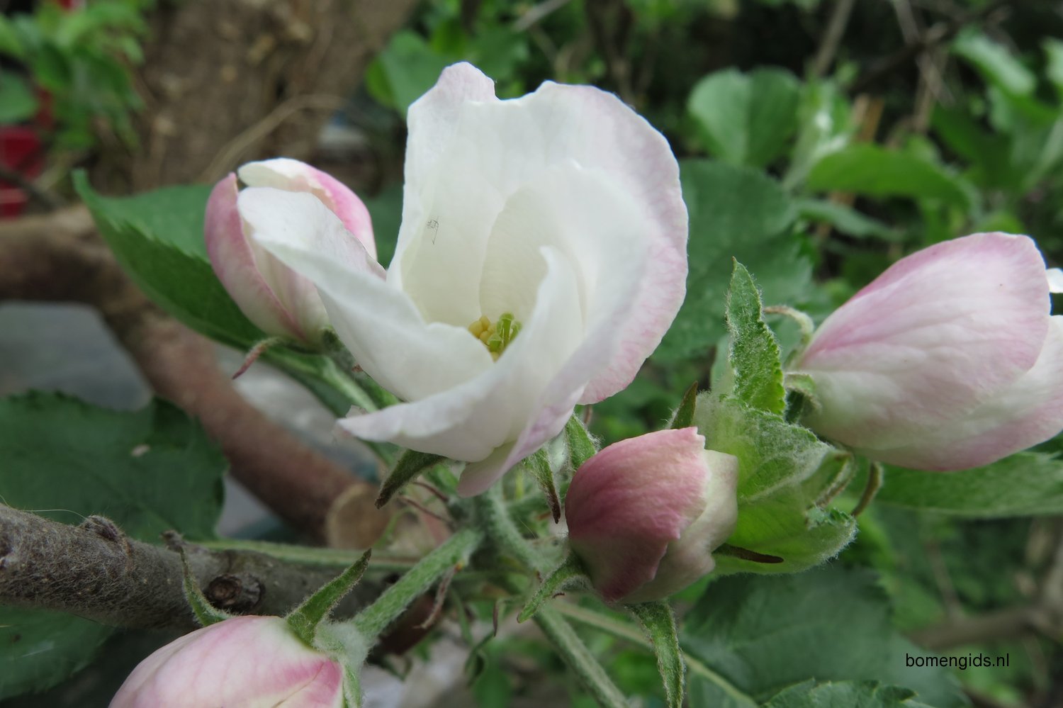 Herken de boomsoort NL: Appel; Latin: Malus sylvestris; UK: Apple; GE ...