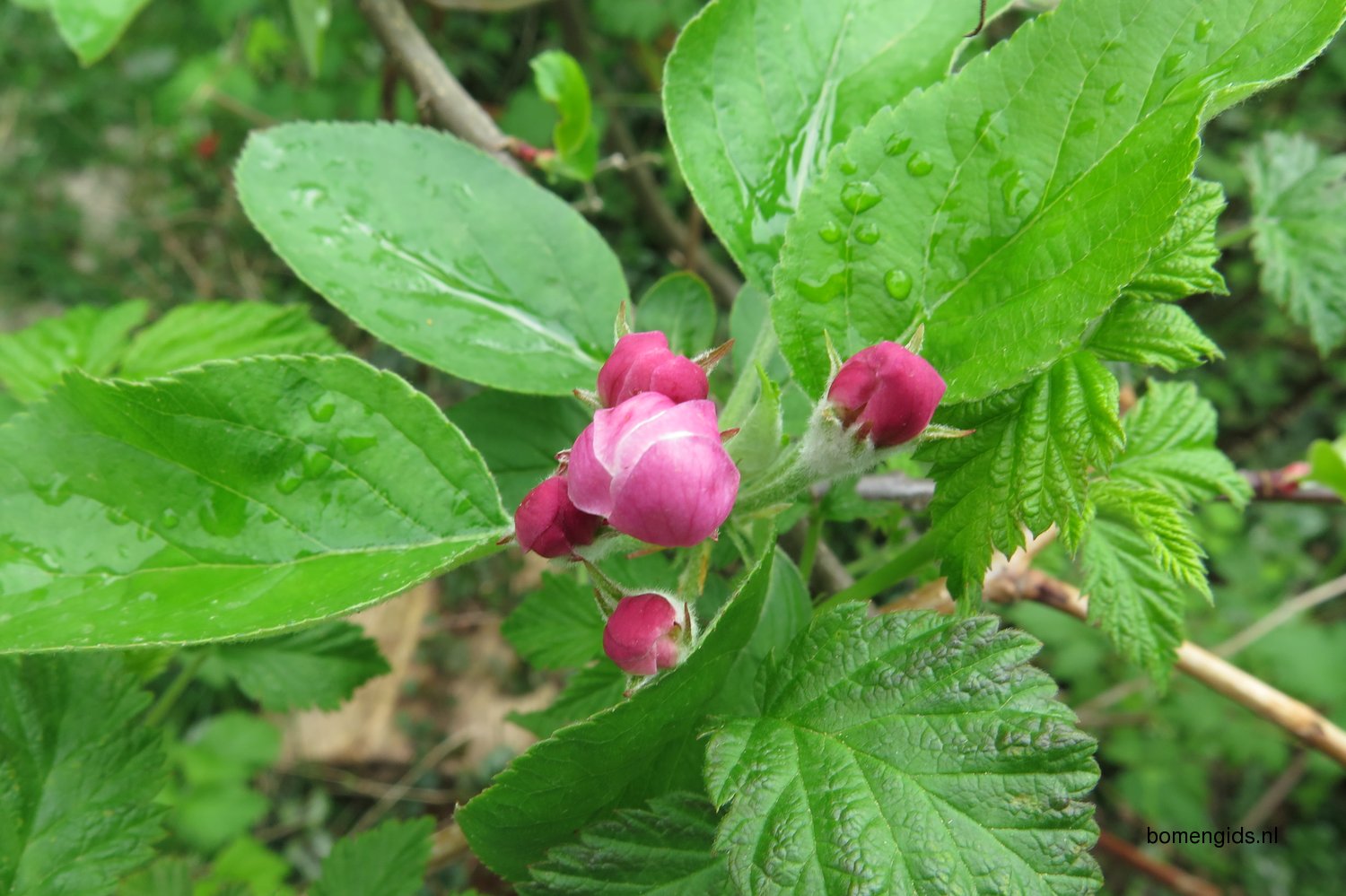 Herken de boomsoort NL: Appel; Latin: Malus sylvestris; UK: Apple; GE ...