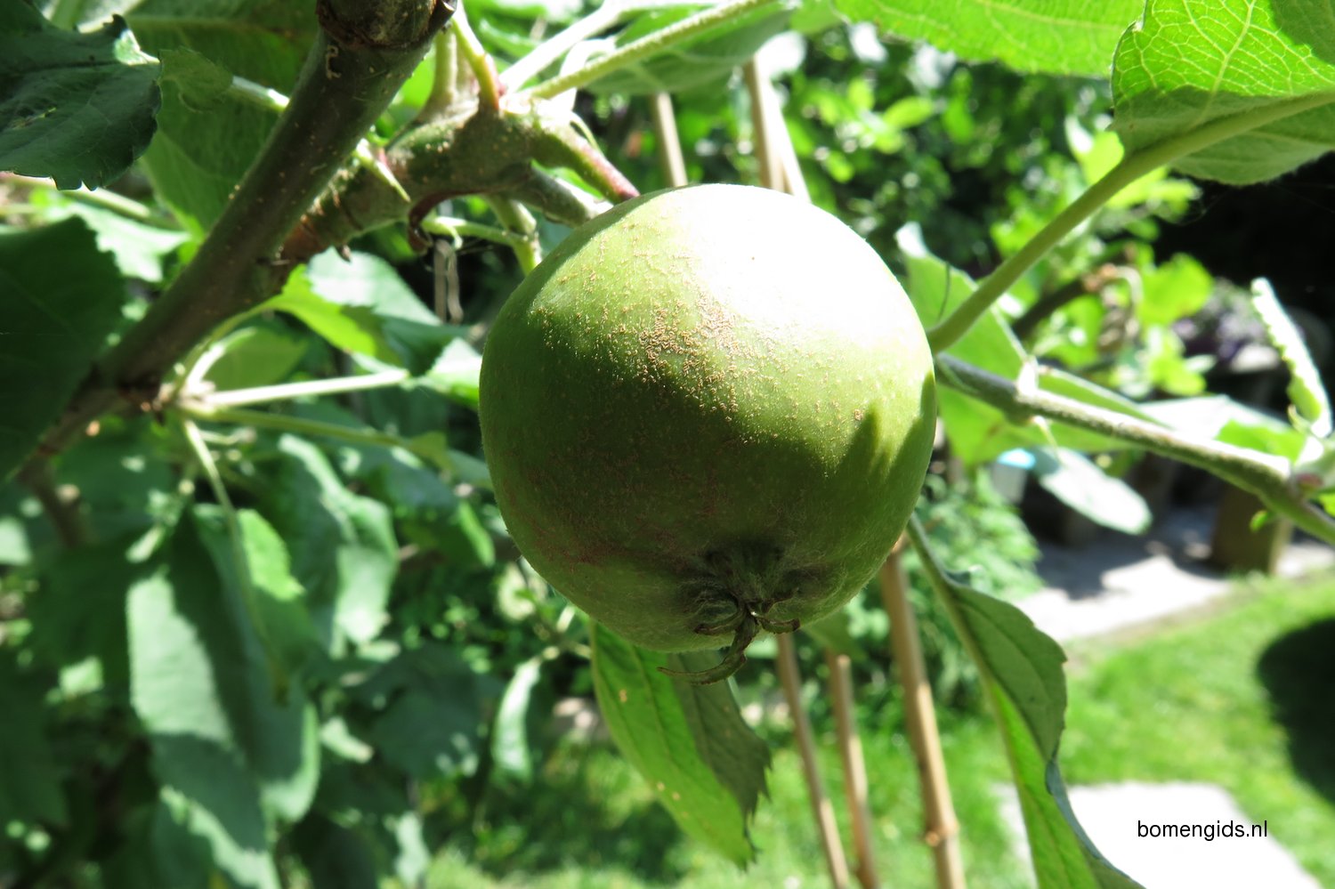 Herken de boomsoort NL: Appel; Latin: Malus sylvestris; UK: Apple; GE ...
