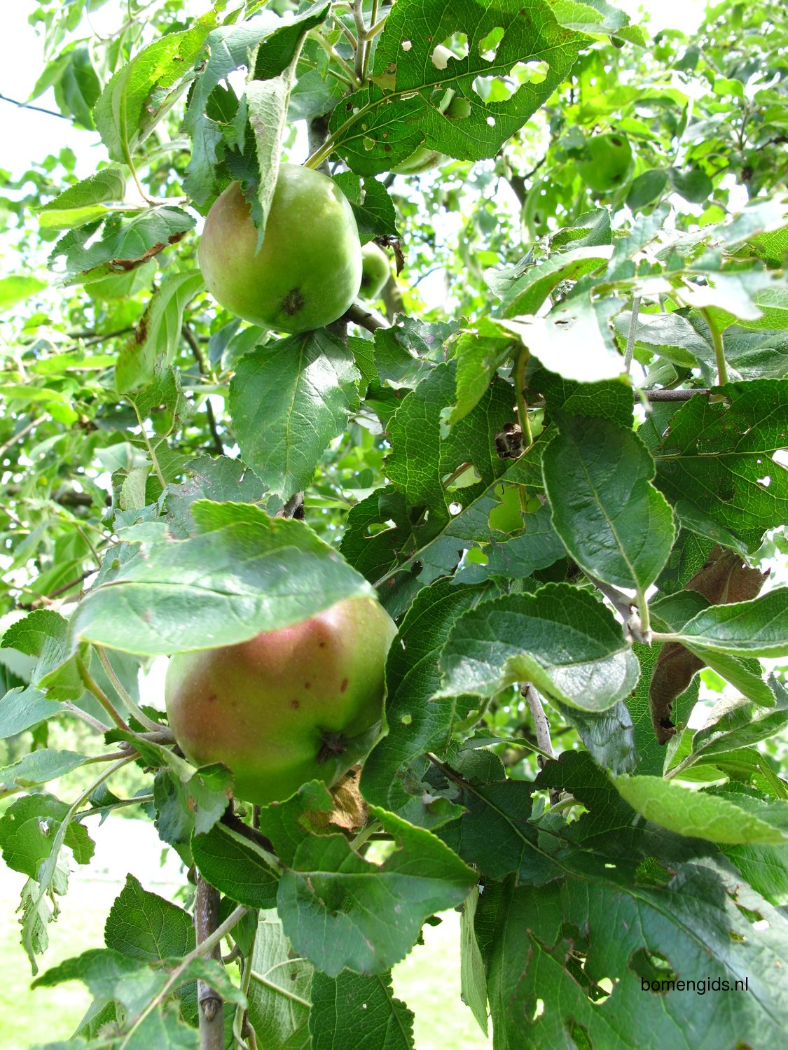 Herken de boomsoort NL: Appel; Latin: Malus sylvestris; UK: Apple; GE ...