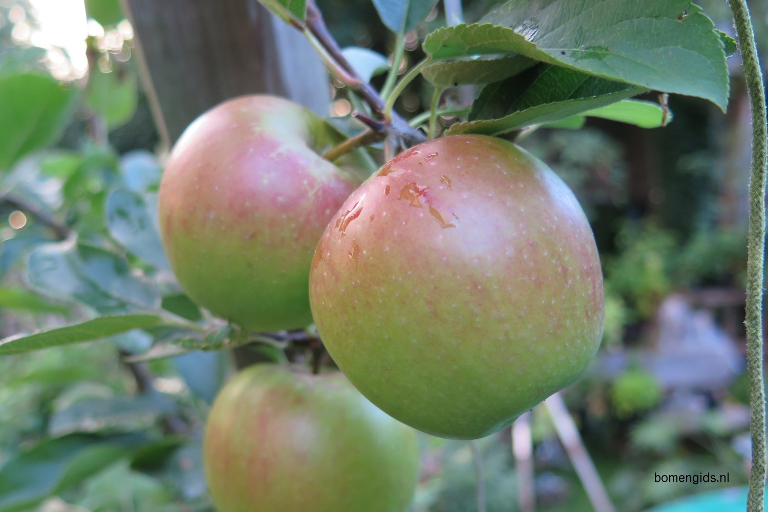 Herken de boomsoort NL: Appel; Latin: Malus sylvestris; UK: Apple; GE ...