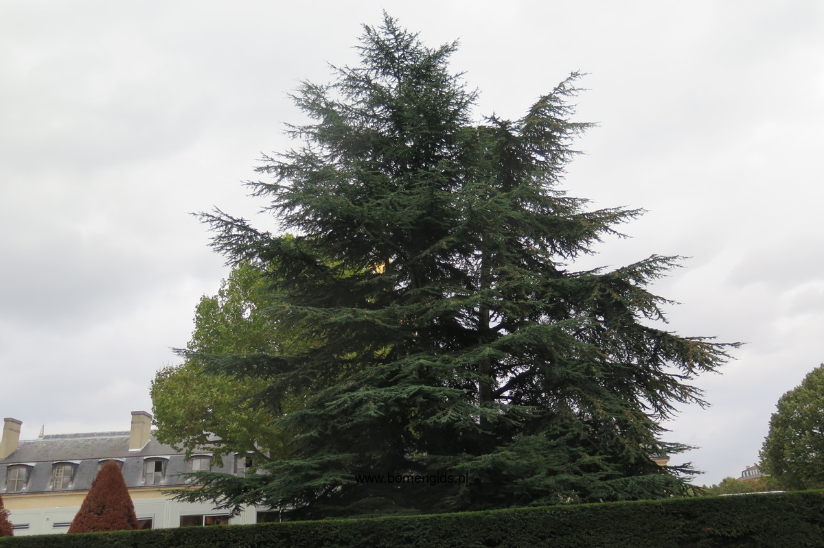 Herken de boomsoort NL: Atlasceder; Latin: Cedrus atlantica; UK: Atlas ...