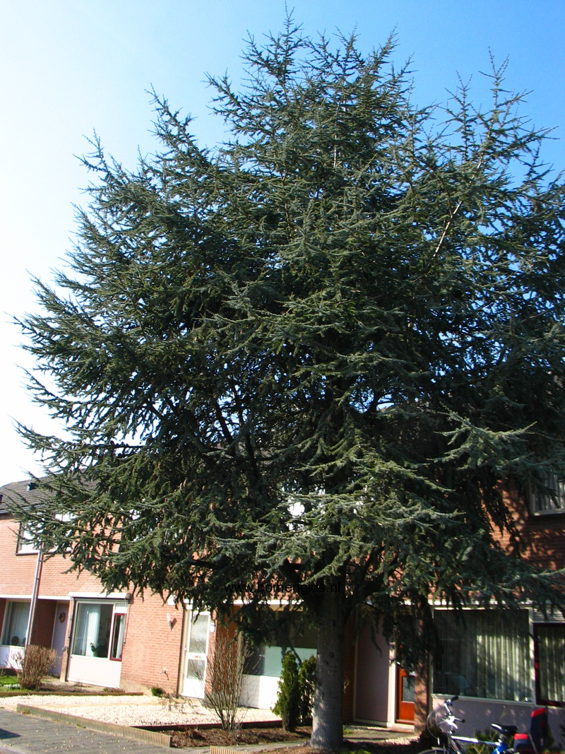 Herken de boomsoort NL: Atlasceder; Latin: Cedrus atlantica; UK: Atlas ...