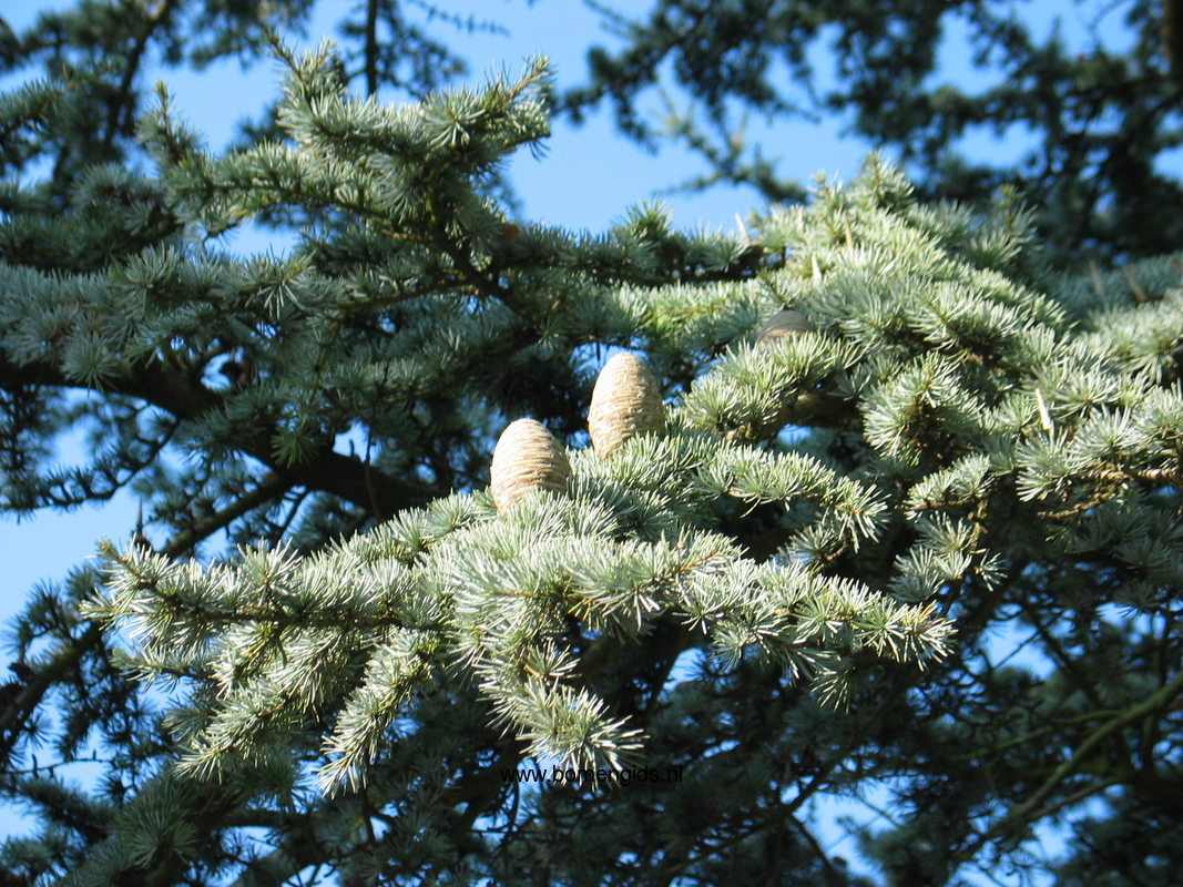 Herken de boomsoort NL: Atlasceder; Latin: Cedrus atlantica; UK: Atlas ...