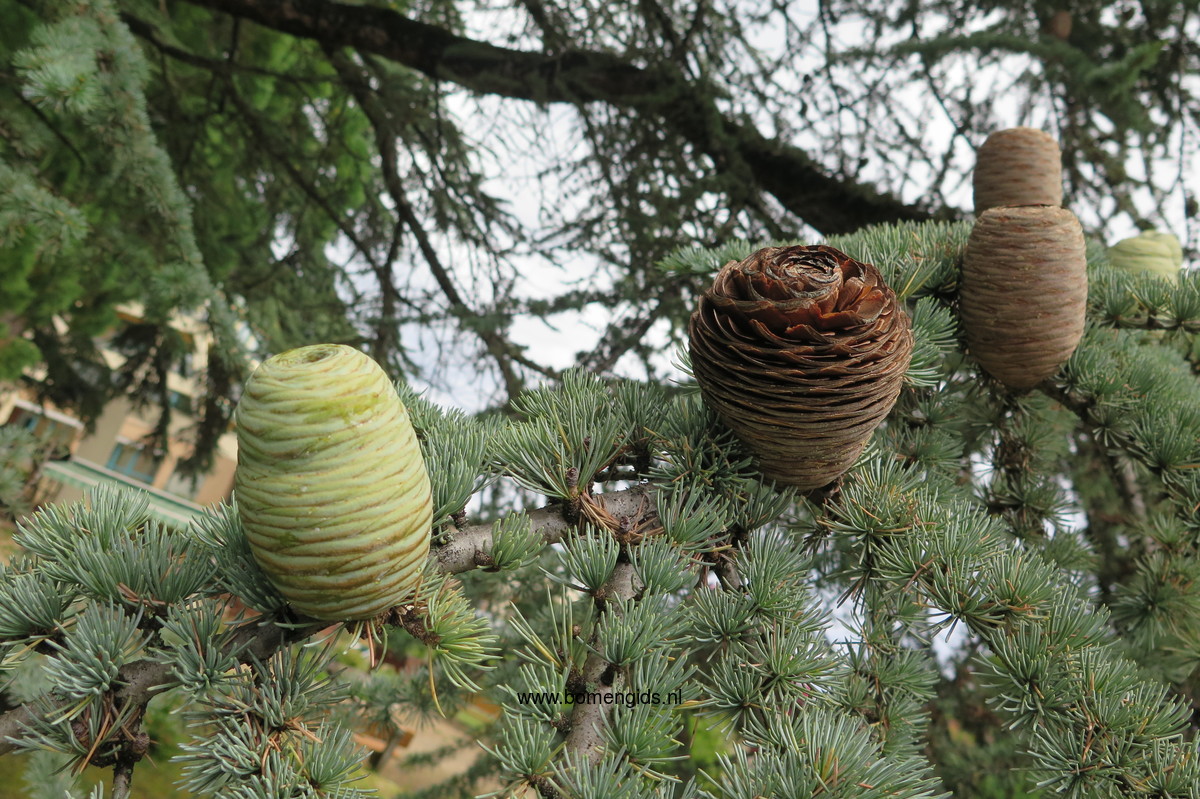 Herken de boomsoort NL: Atlasceder; Latin: Cedrus atlantica; UK: Atlas ...