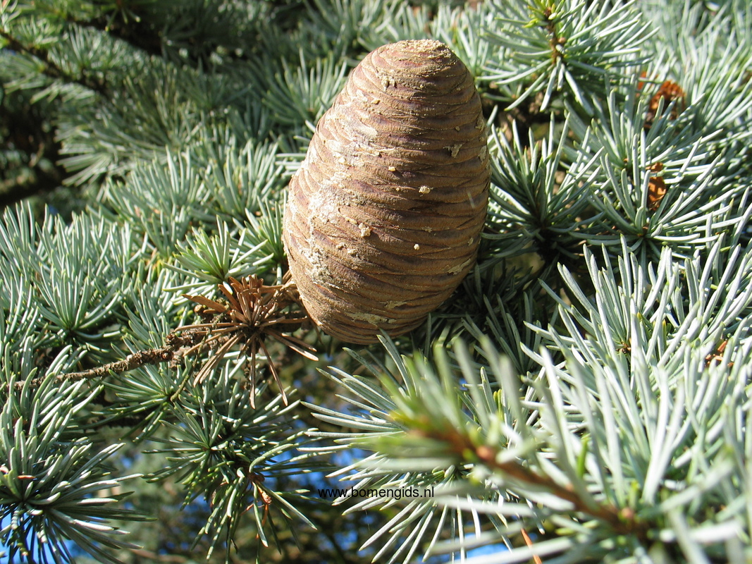Herken de boomsoort NL: Atlasceder; Latin: Cedrus atlantica; UK: Atlas ...