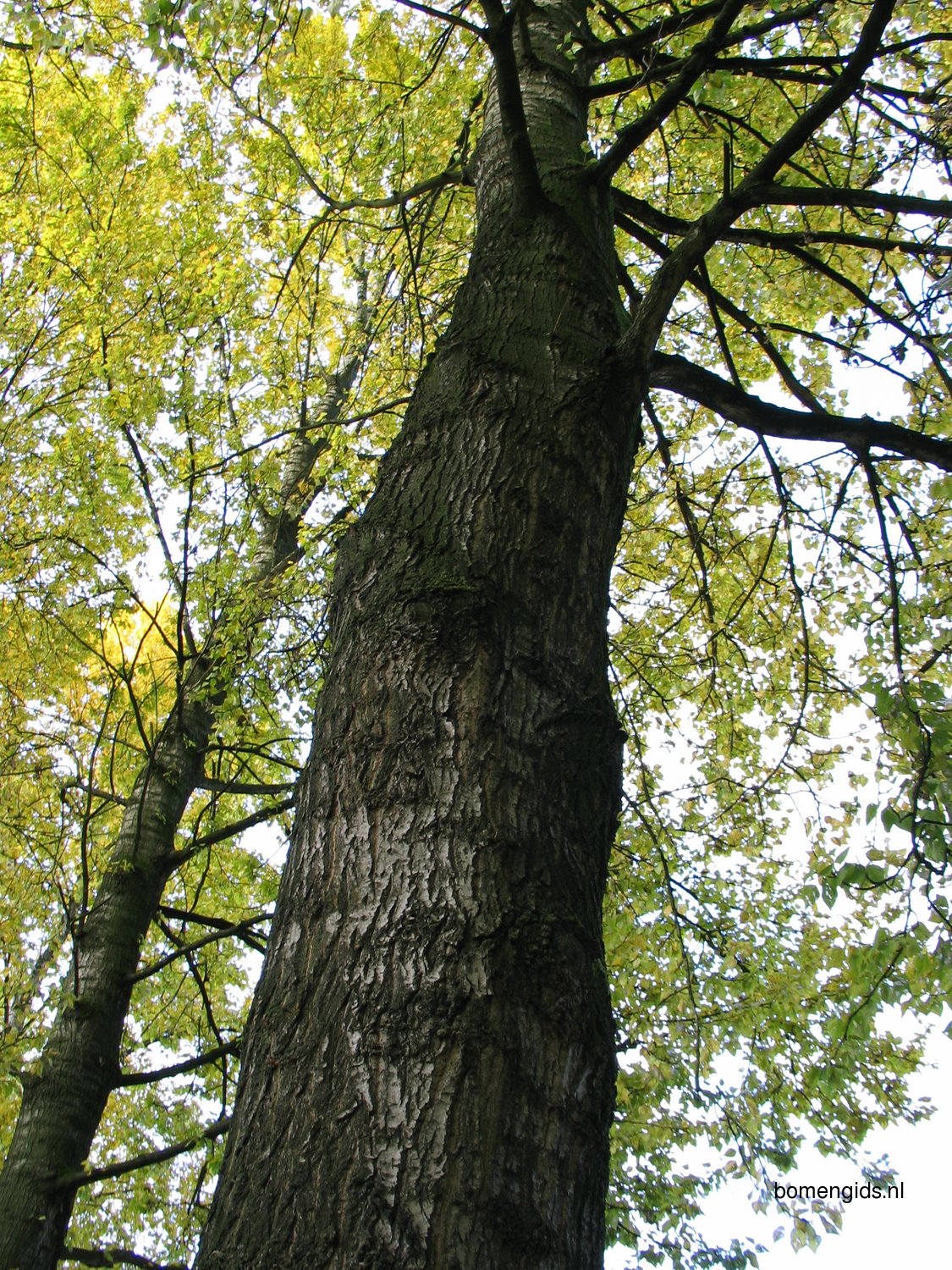 Herken de boomsoort NL: Balsam populier; Latin: Populus balsamifera; UK ...
