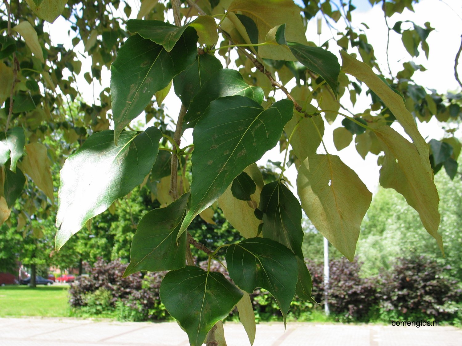Herken de boomsoort NL: Balsam populier; Latin: Populus balsamifera; UK ...