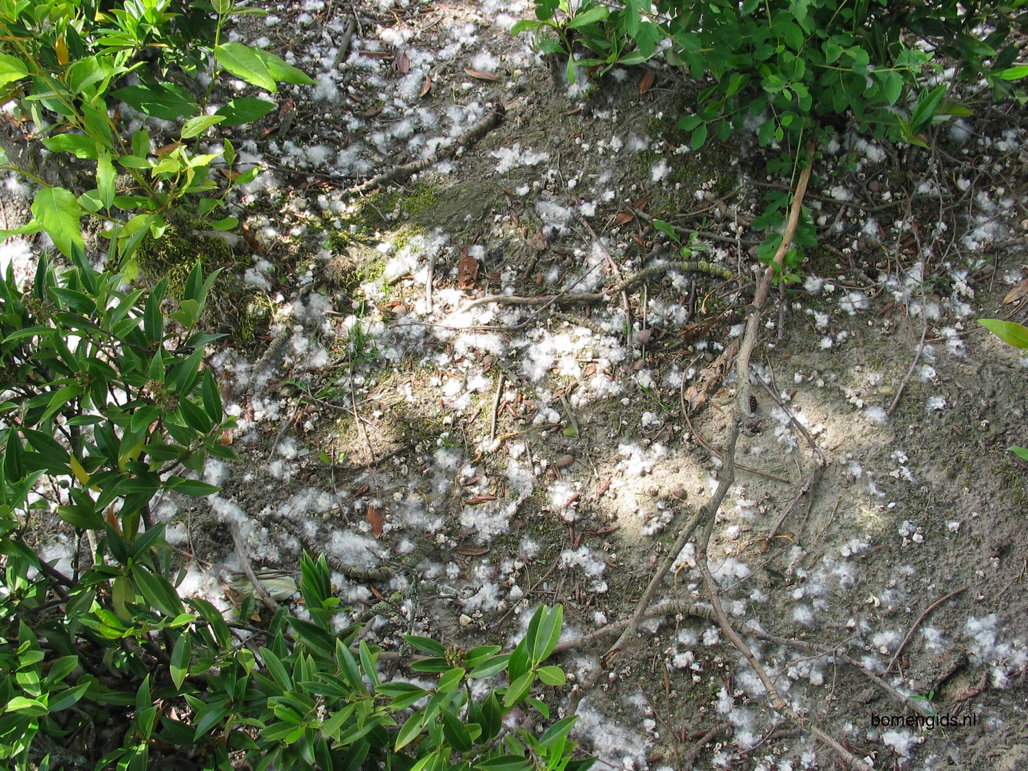 Boomsoorten die horen bij populierfamilie