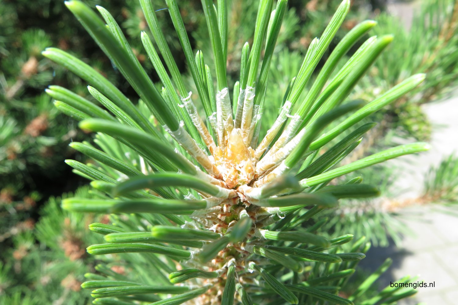 Boomsoorten die horen bij dennen