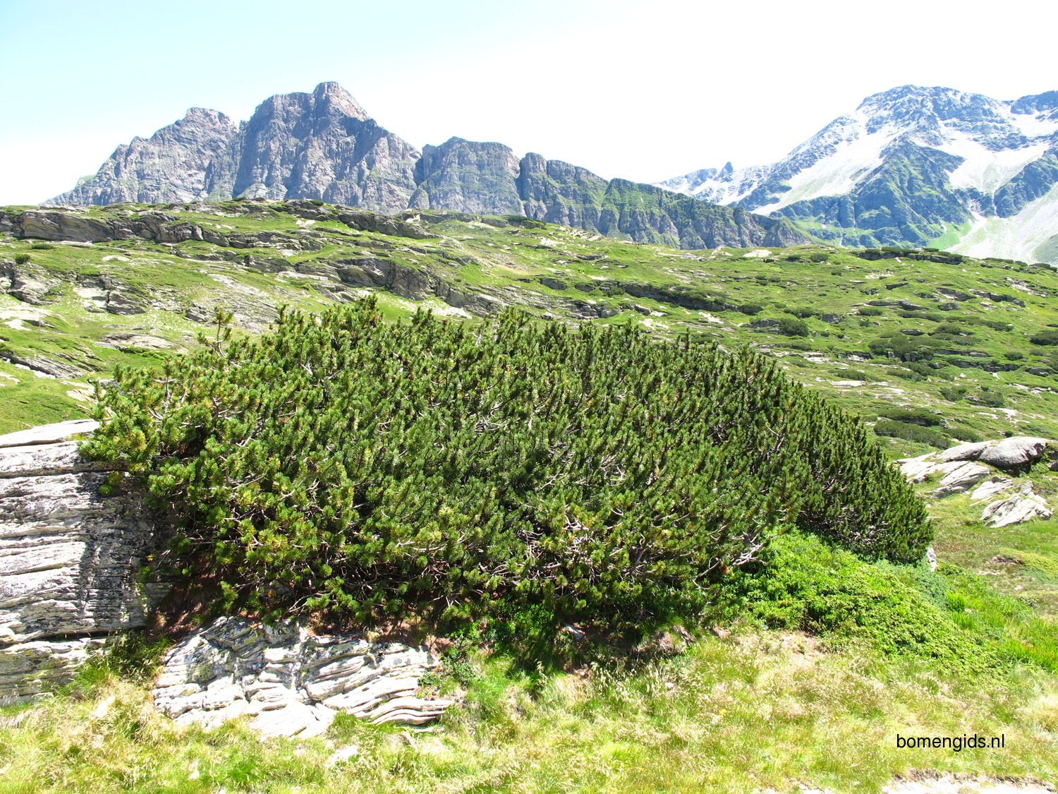 Boomsoorten die horen bij dennen