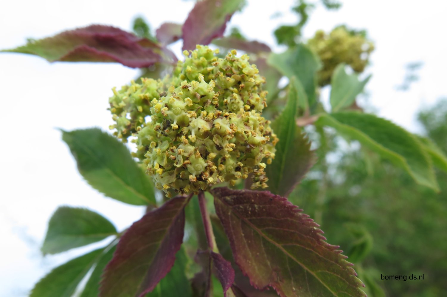 Herken de boomsoort NL: Bergvlier--Trosvlier; Latin: Sambucus racemosa ...