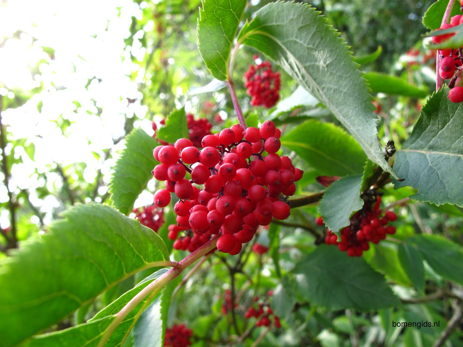 Herken de boomsoort NL: Bergvlier--Trosvlier; Latin: Sambucus racemosa ...