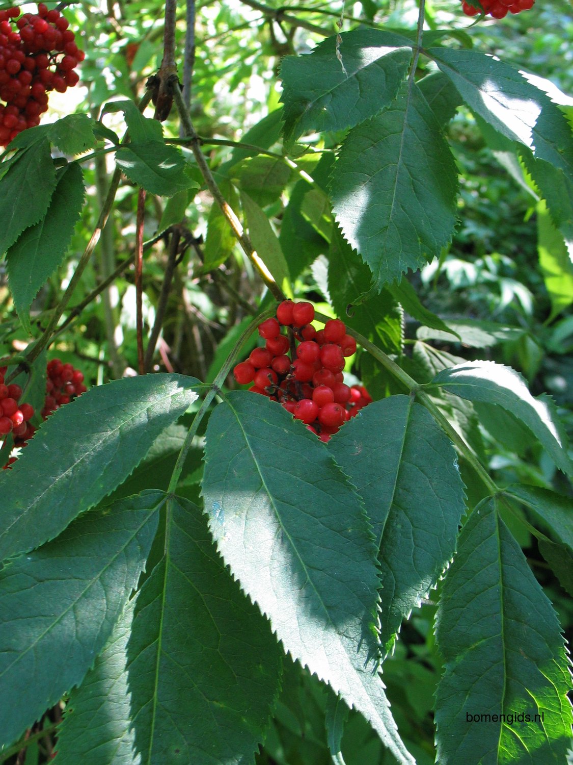 Herken de boomsoort NL: Bergvlier--Trosvlier; Latin: Sambucus racemosa ...