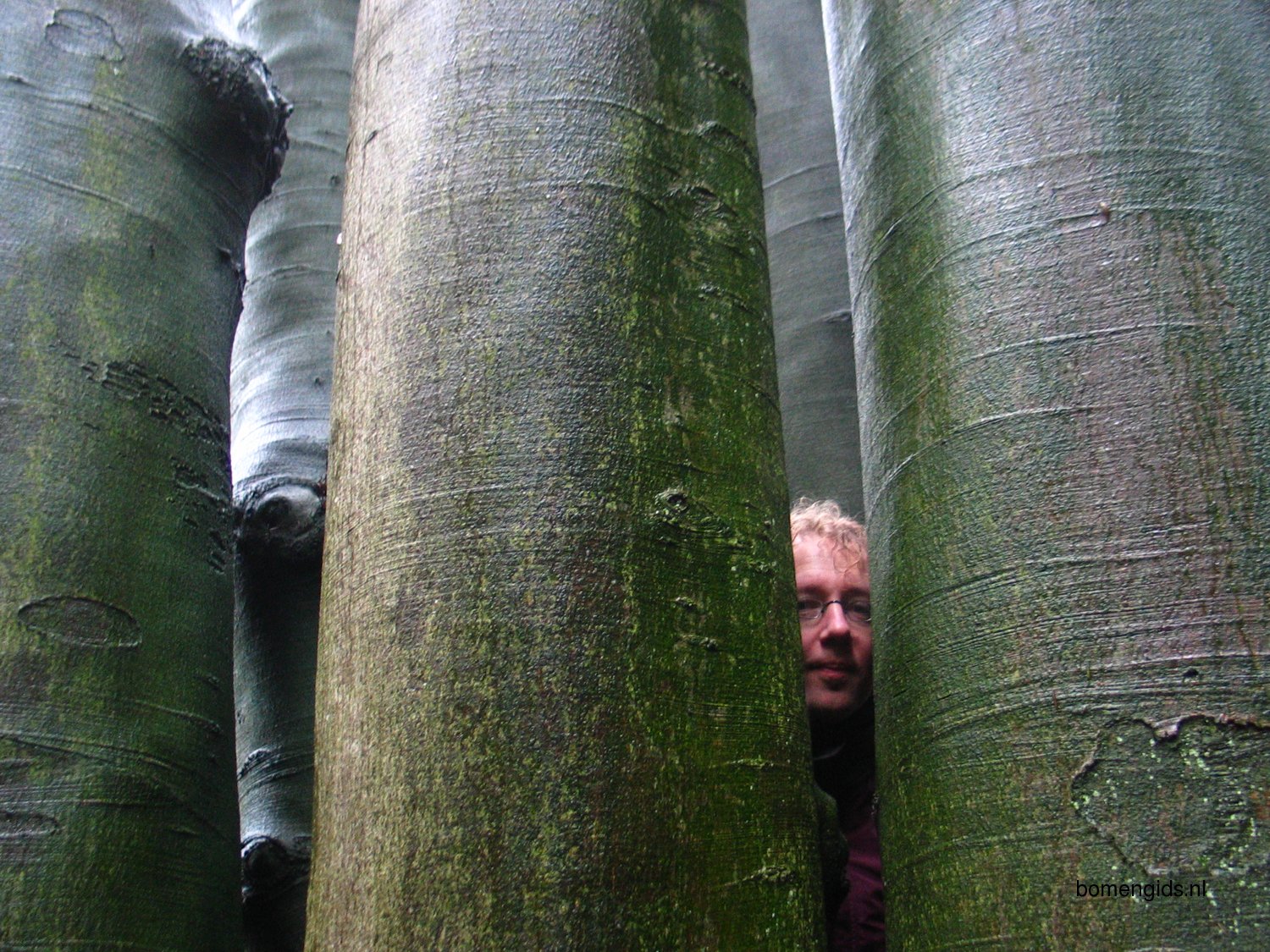 Herken de boomsoort NL: Beuk; Latin: Fagus sylvatica; UK: European ...