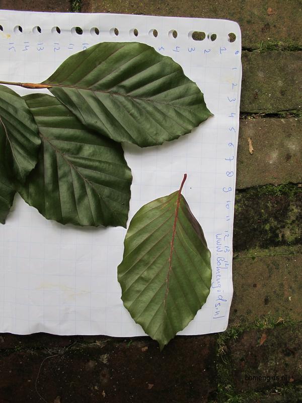 Herken de boomsoort NL: Beuk; Latin: Fagus sylvatica; UK: European ...
