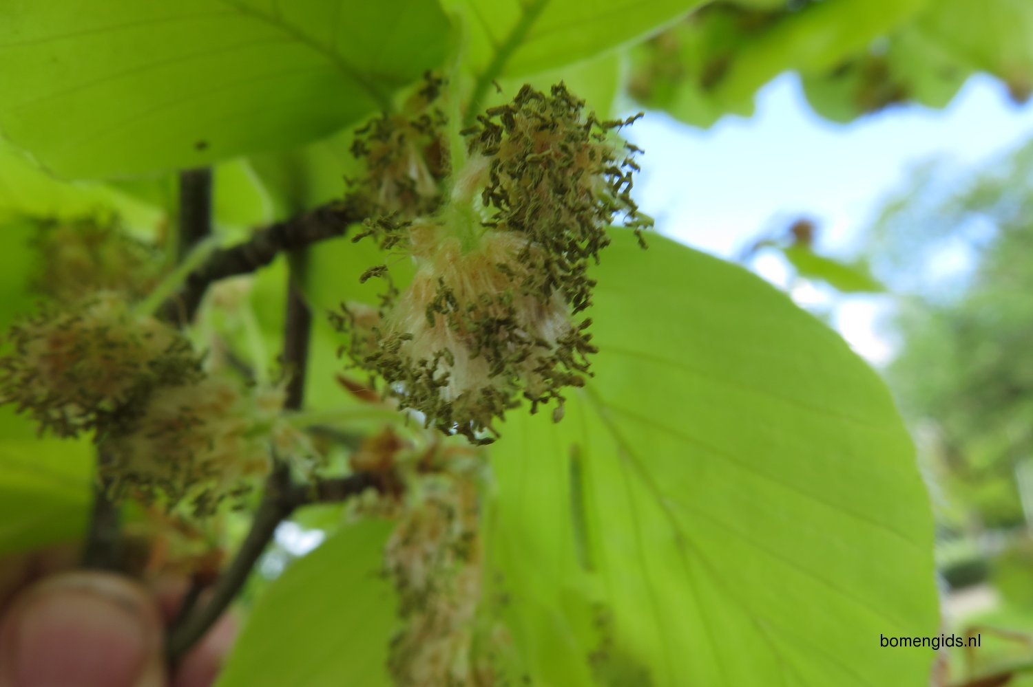 Herken de boomsoort NL: Beuk; Latin: Fagus sylvatica; UK: European ...