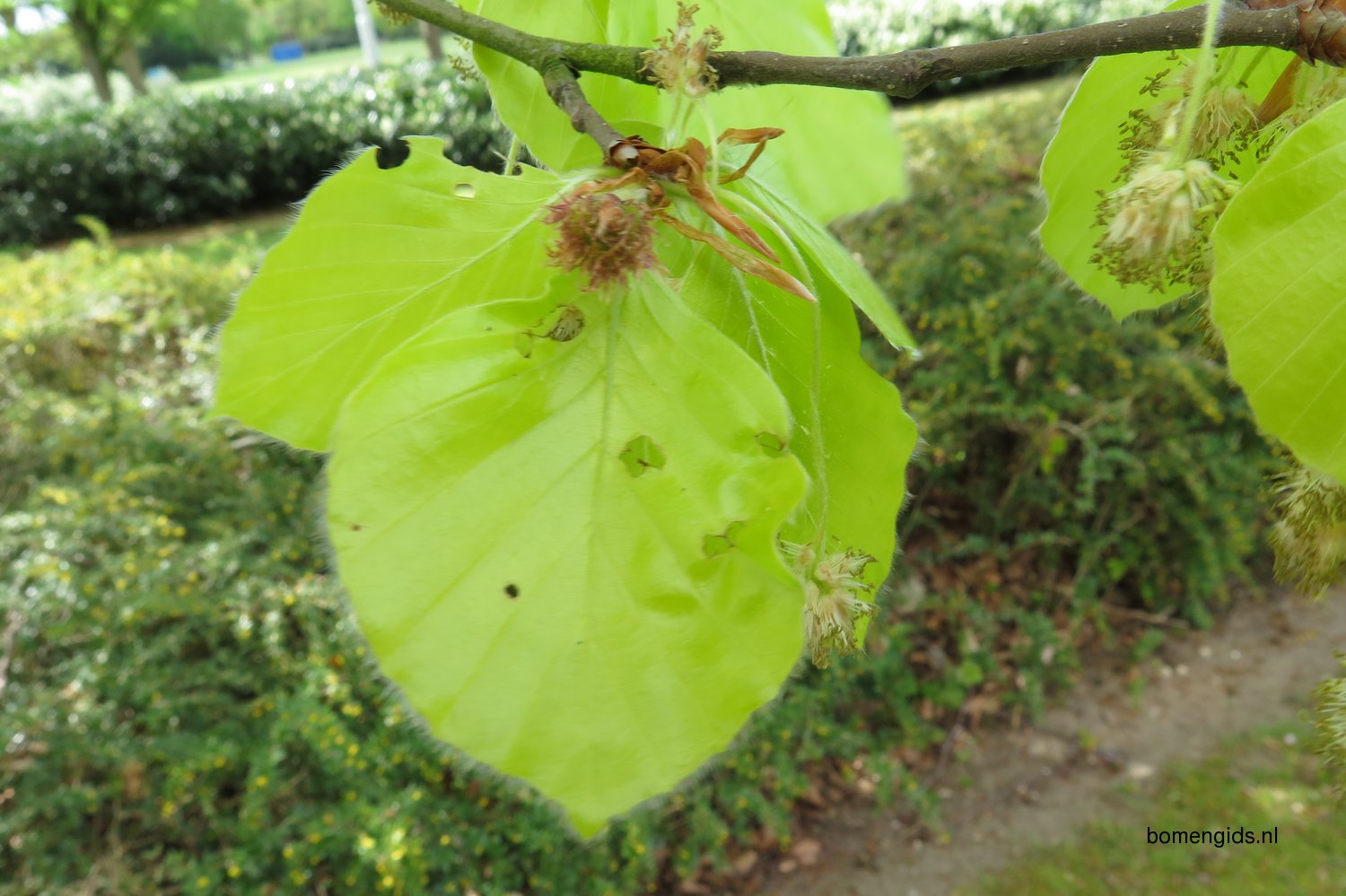 Herken de boomsoort NL: Beuk; Latin: Fagus sylvatica; UK: European ...