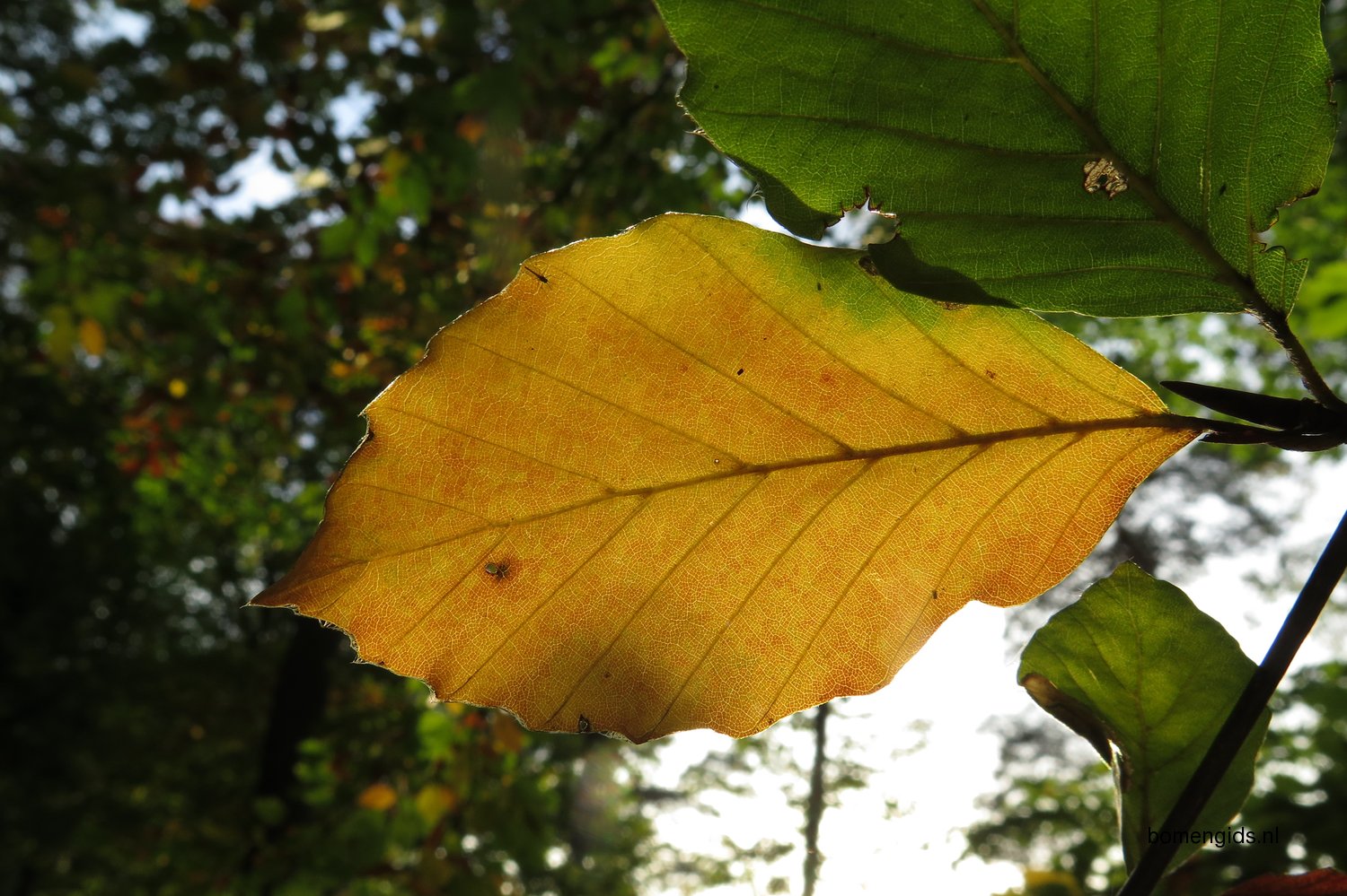 Herken de boomsoort NL: Beuk; Latin: Fagus sylvatica; UK: European ...