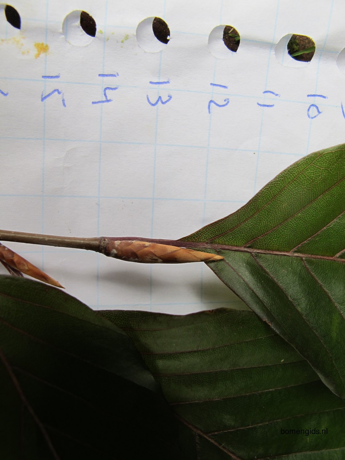 Herken de boomsoort NL: Beuk; Latin: Fagus sylvatica; UK: European ...