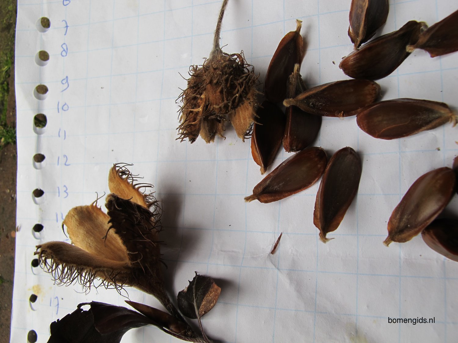 Herken de boomsoort NL: Beuk; Latin: Fagus sylvatica; UK: European ...