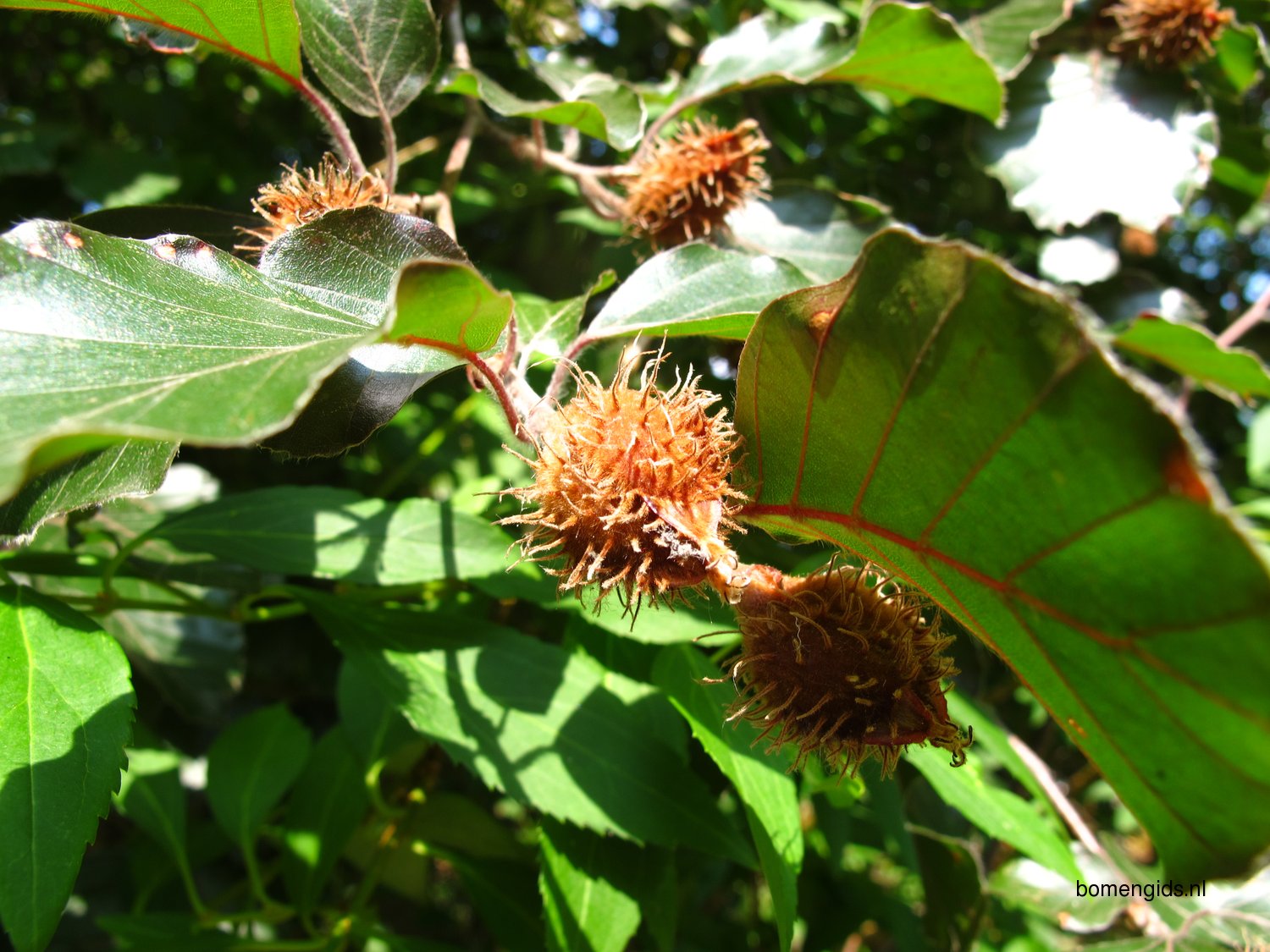 Herken de boomsoort NL: Beuk; Latin: Fagus sylvatica; UK: European ...