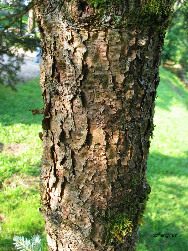 Herken de boomsoort NL: Blauwe spar; Latin: Picea pungens; UK: Blue ...