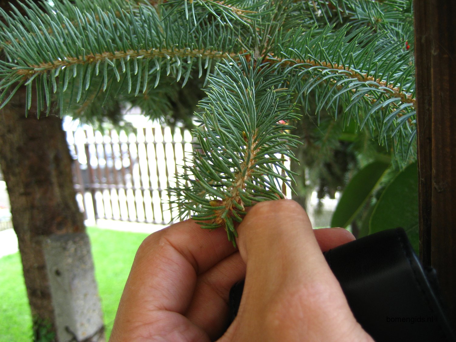 Herken de boomsoort NL: Blauwe spar; Latin: Picea pungens; UK: Blue ...