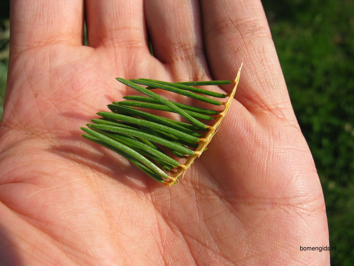 Herken de boomsoort NL: Blauwe spar; Latin: Picea pungens; UK: Blue ...