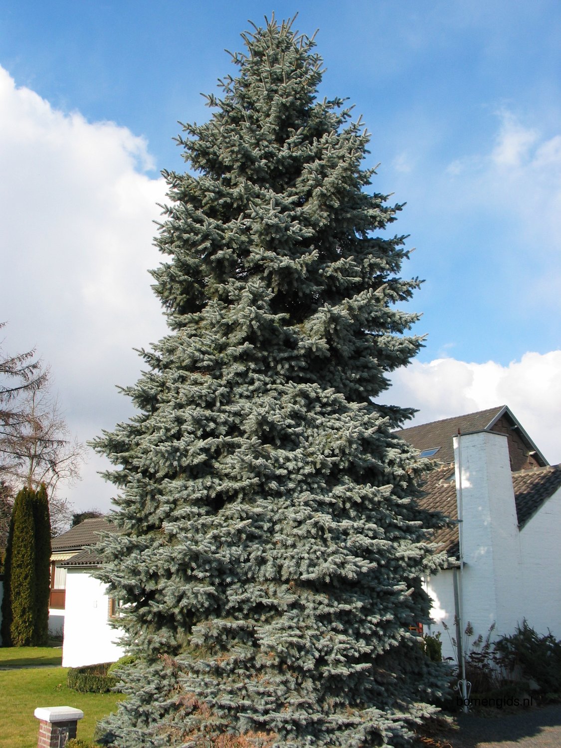 Herken de boomsoort NL: Blauwe spar; Latin: Picea pungens; UK: Blue ...