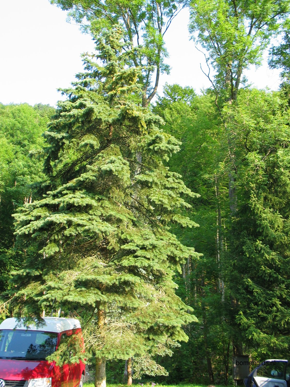 Herken de boomsoort NL: Blauwe spar; Latin: Picea pungens; UK: Blue ...