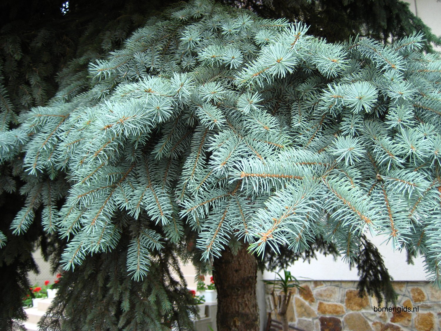 Herken de boomsoort NL: Blauwe spar; Latin: Picea pungens; UK: Blue ...