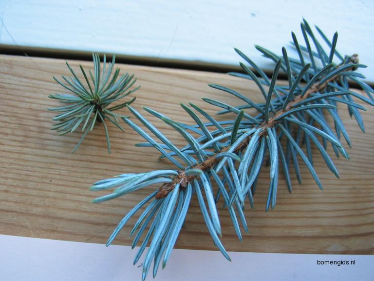 Herken de boomsoort NL: Blauwe spar; Latin: Picea pungens; UK: Blue ...