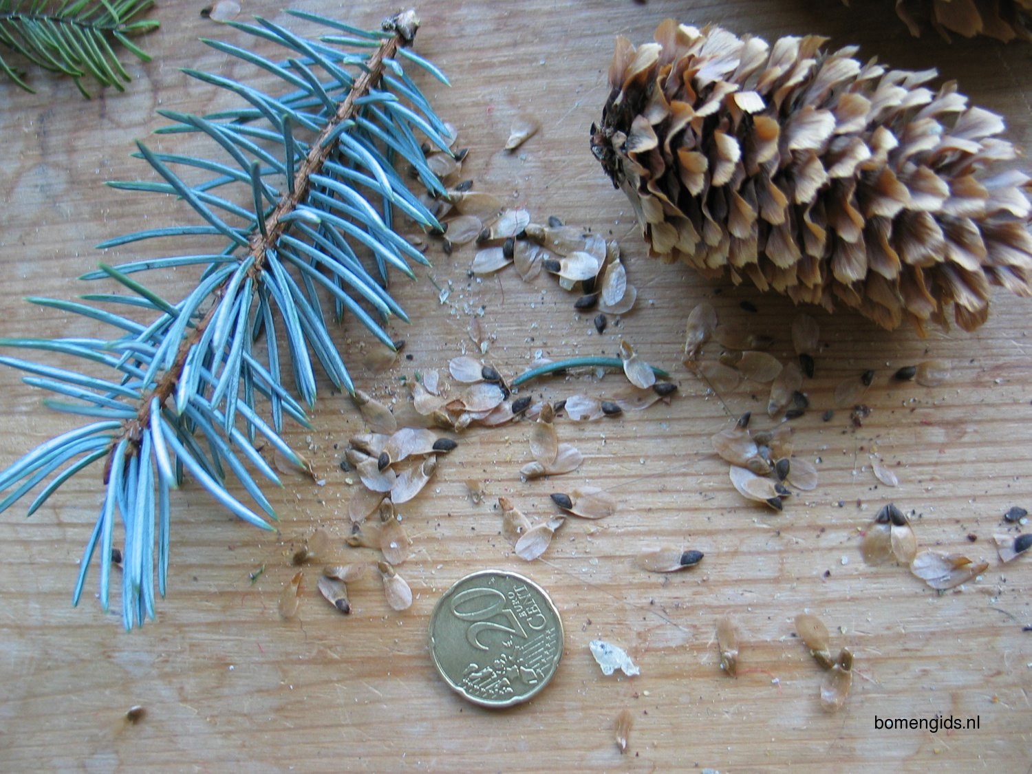 Boomsoorten die horen bij sparren